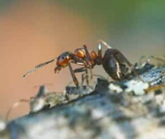Argentine Ant - Main Sail Pest Control