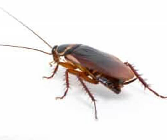 Roaches EEEK! - Main Sail Pest Control